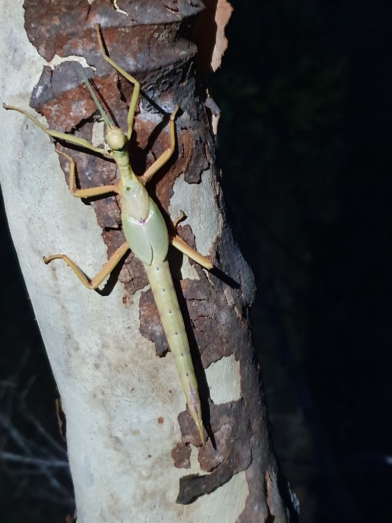 Red-winged Stick Insect from Bogie QLD 4805, Australia on November 20 ...