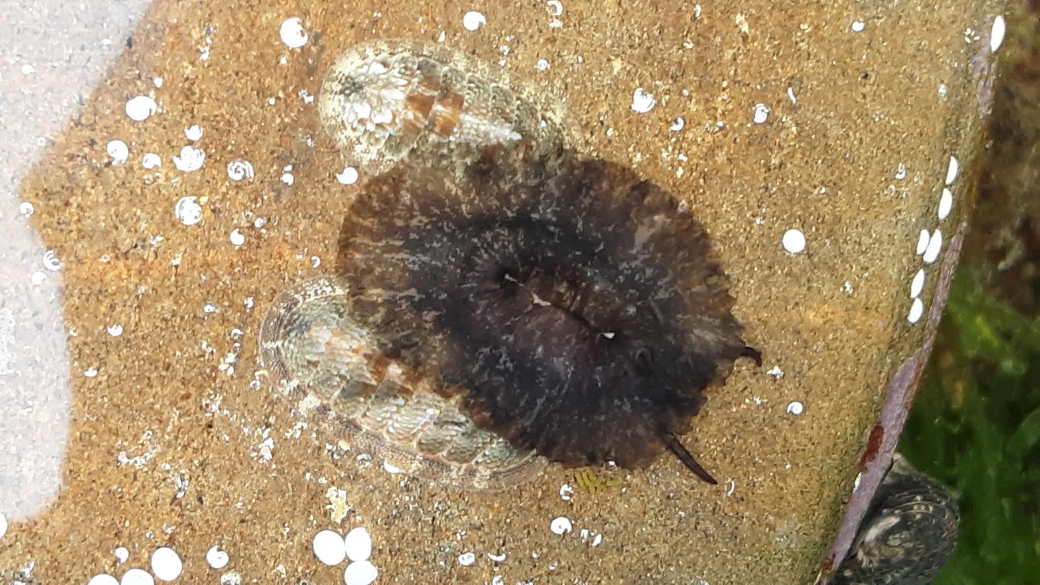 Scutus sinensis (Blainville, 1825)