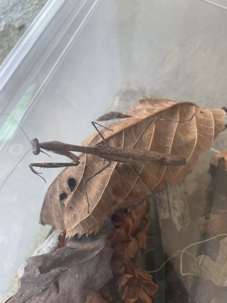 Asian Jumping Mantis from 尖石鄉, TW on November 20, 2022 at 10:21 AM by ...