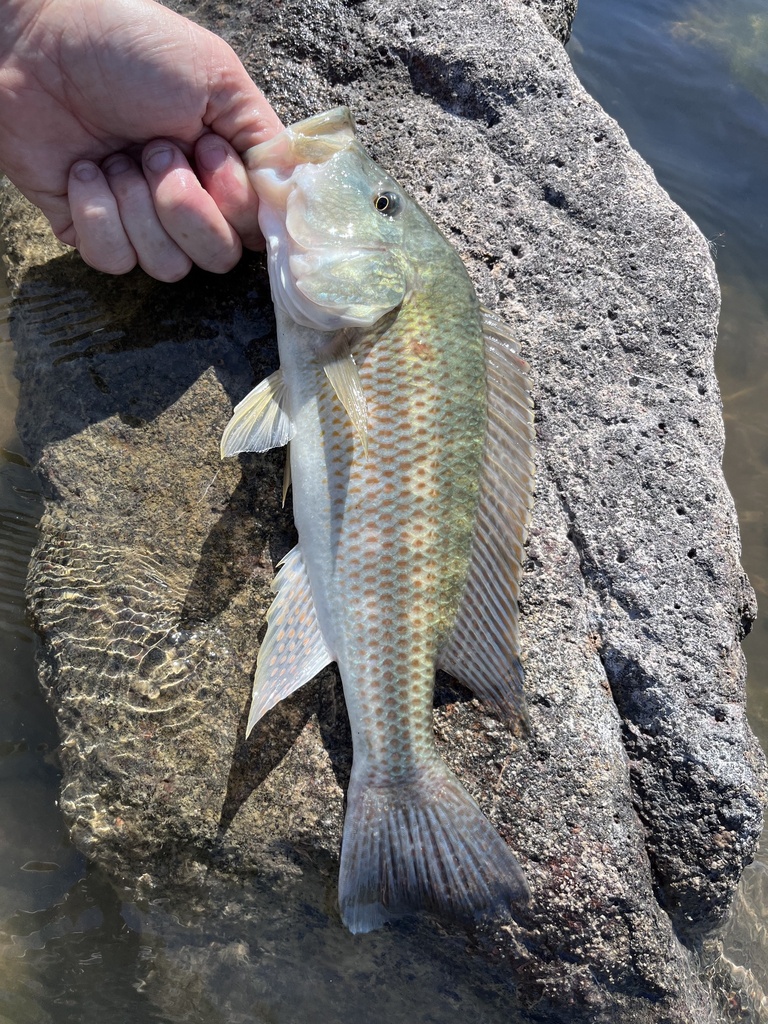 Brownspot Largemouth (Serranochromis thumbergi) - Marine Life ...