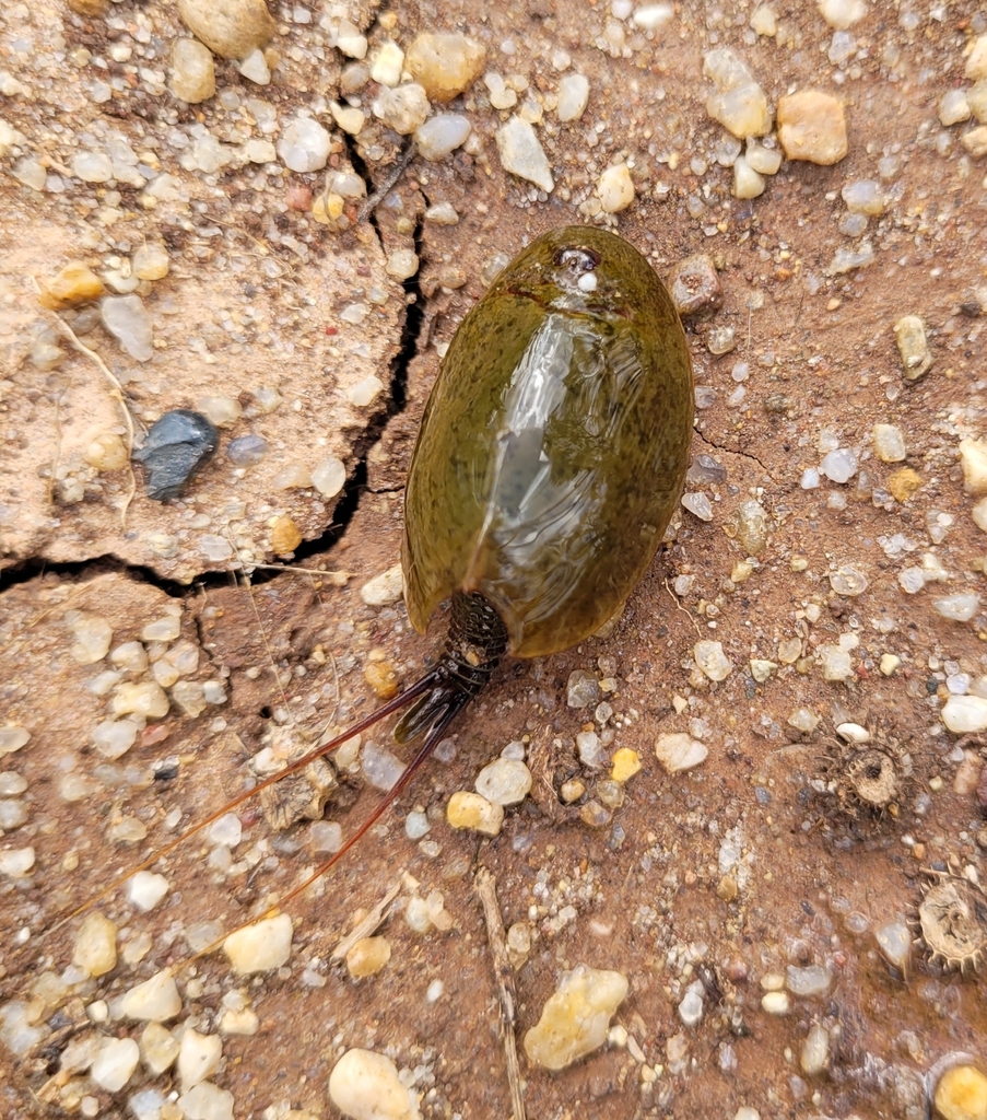 shield shrimp from Jerilderie NSW 2716, Australia on November 20, 2022 ...