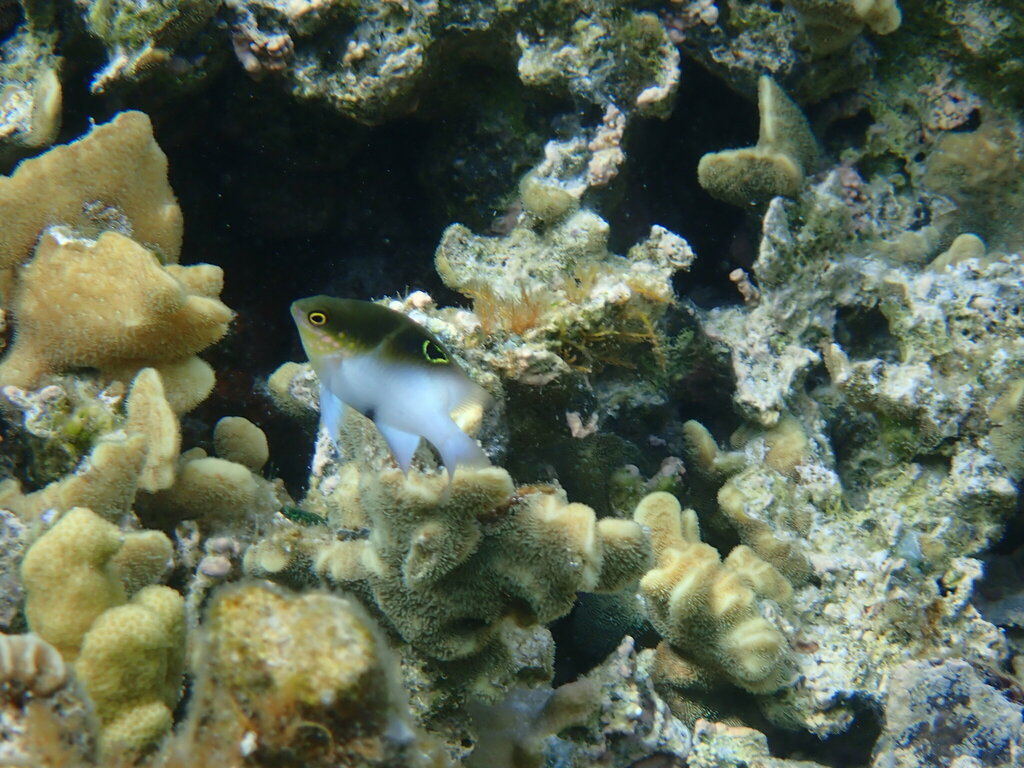 Blackvent Damsel from Lady Elliot Island, Queensland 4805, Australia on ...