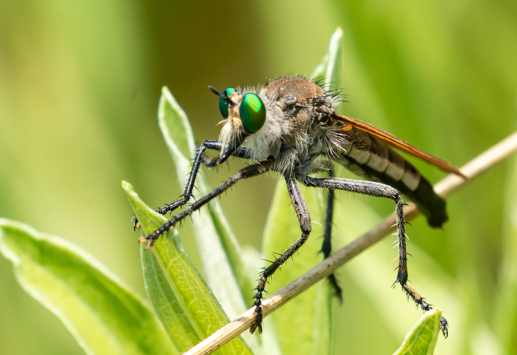 Giant Robber Flies from Ehlanzeni, Mpumalanga, South Africa on November ...