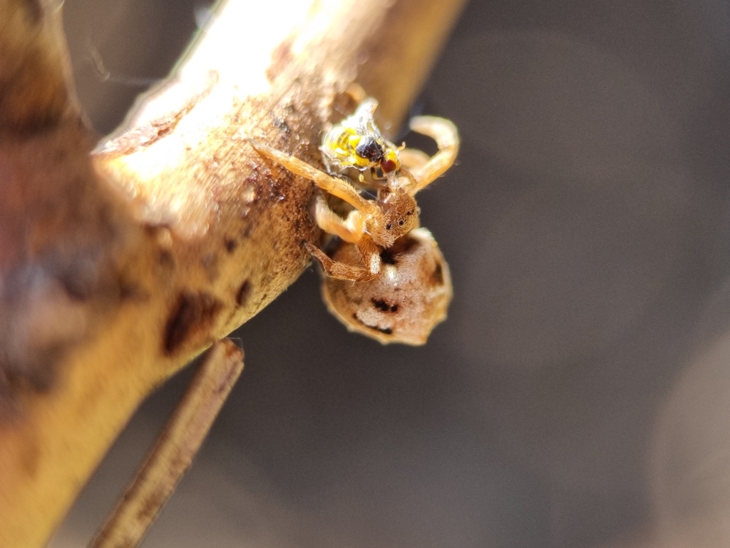 Triangle Web Spiders from 34800 Clermont-l'Hérault, France on November ...