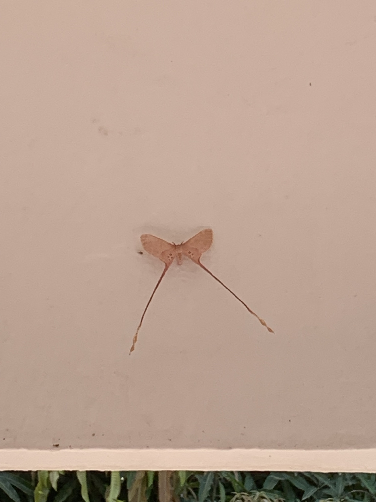 Eudaemonia argus Fabricius, 1781