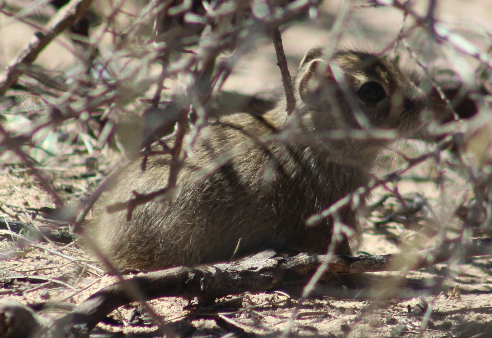 Microcavia H.Gervais & Ameghino, 1880