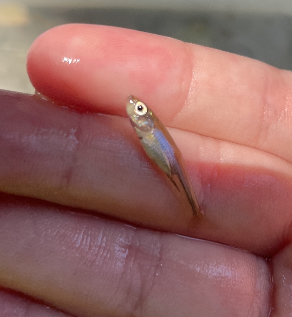 North American Minnows from Meadowvale Village, Mississauga, ON, CA on ...