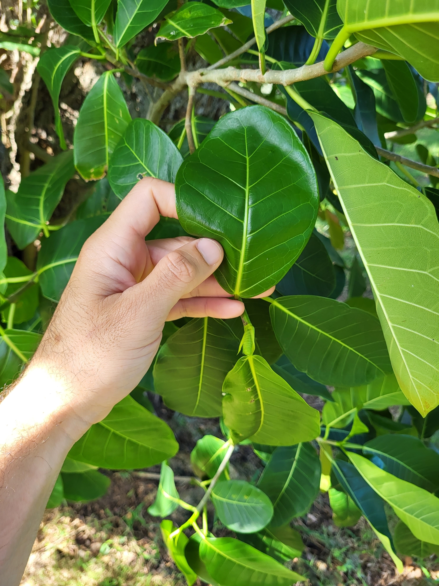 Ficus trigonata L.