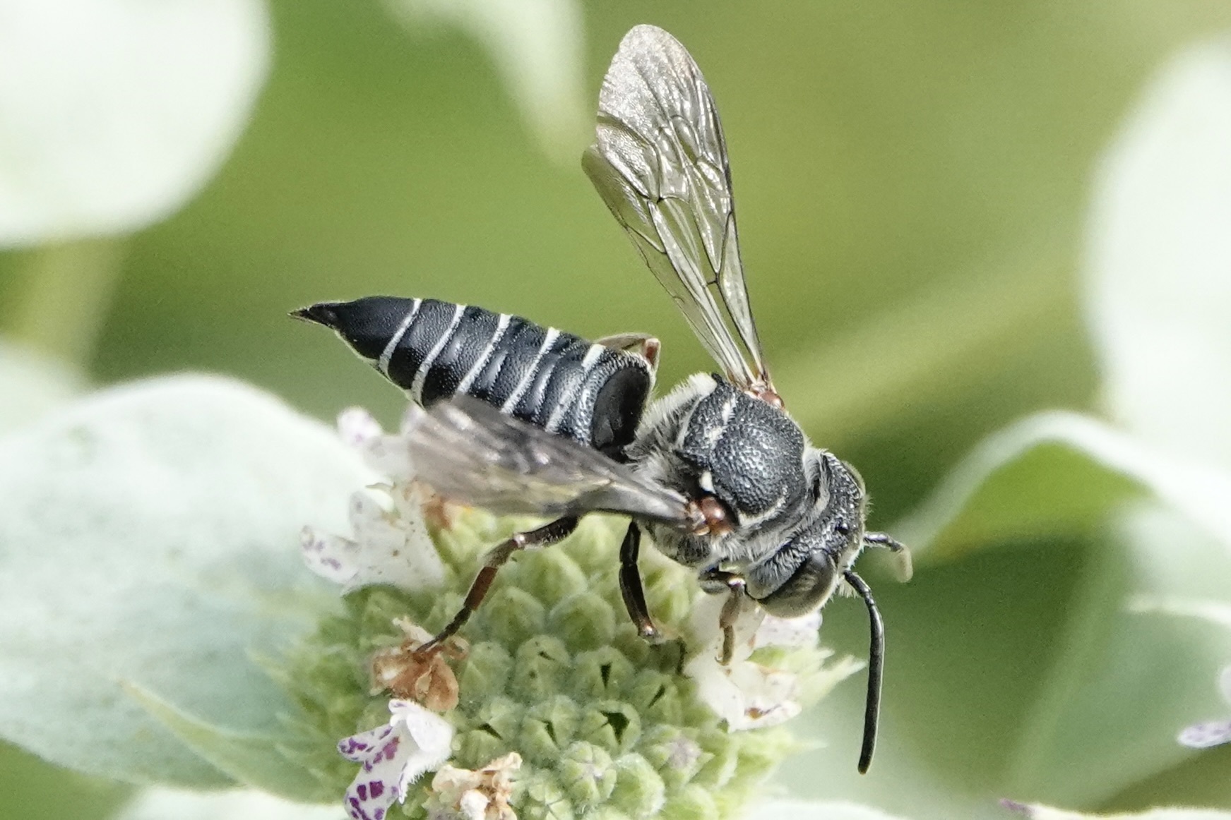 Coelioxys sayi Robertson, 1897