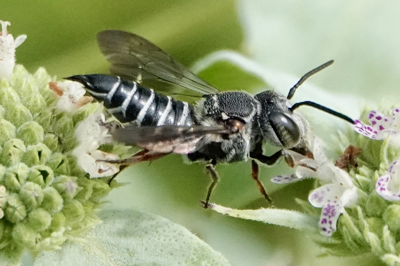 Coelioxys sayi Robertson, 1897