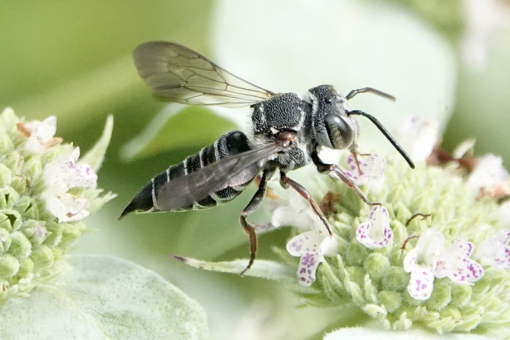 Coelioxys sayi Robertson, 1897