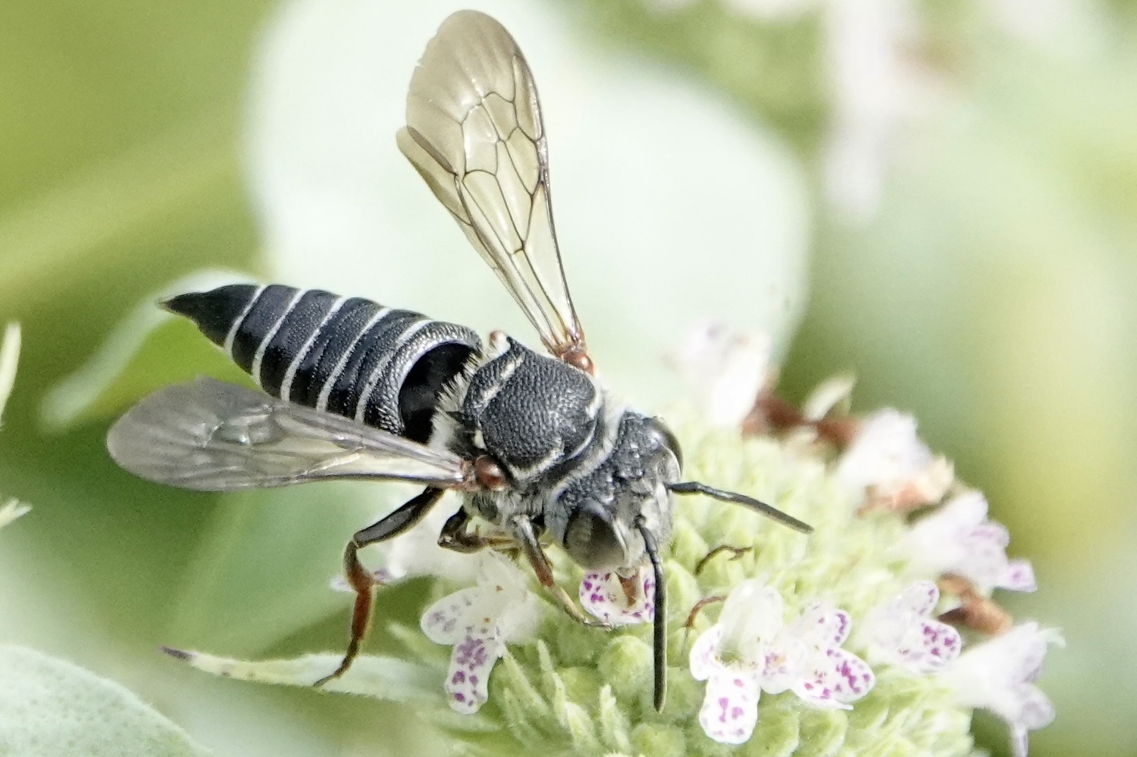 Coelioxys sayi Robertson, 1897