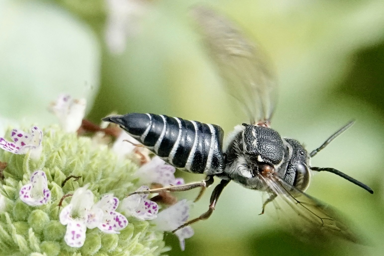 Coelioxys sayi Robertson, 1897