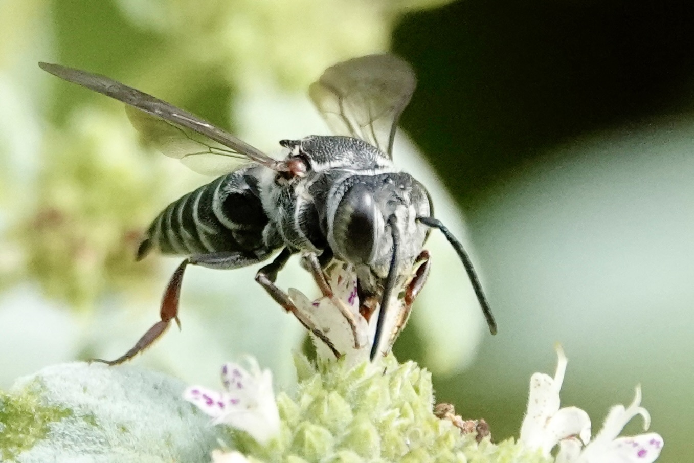 Coelioxys sayi Robertson, 1897