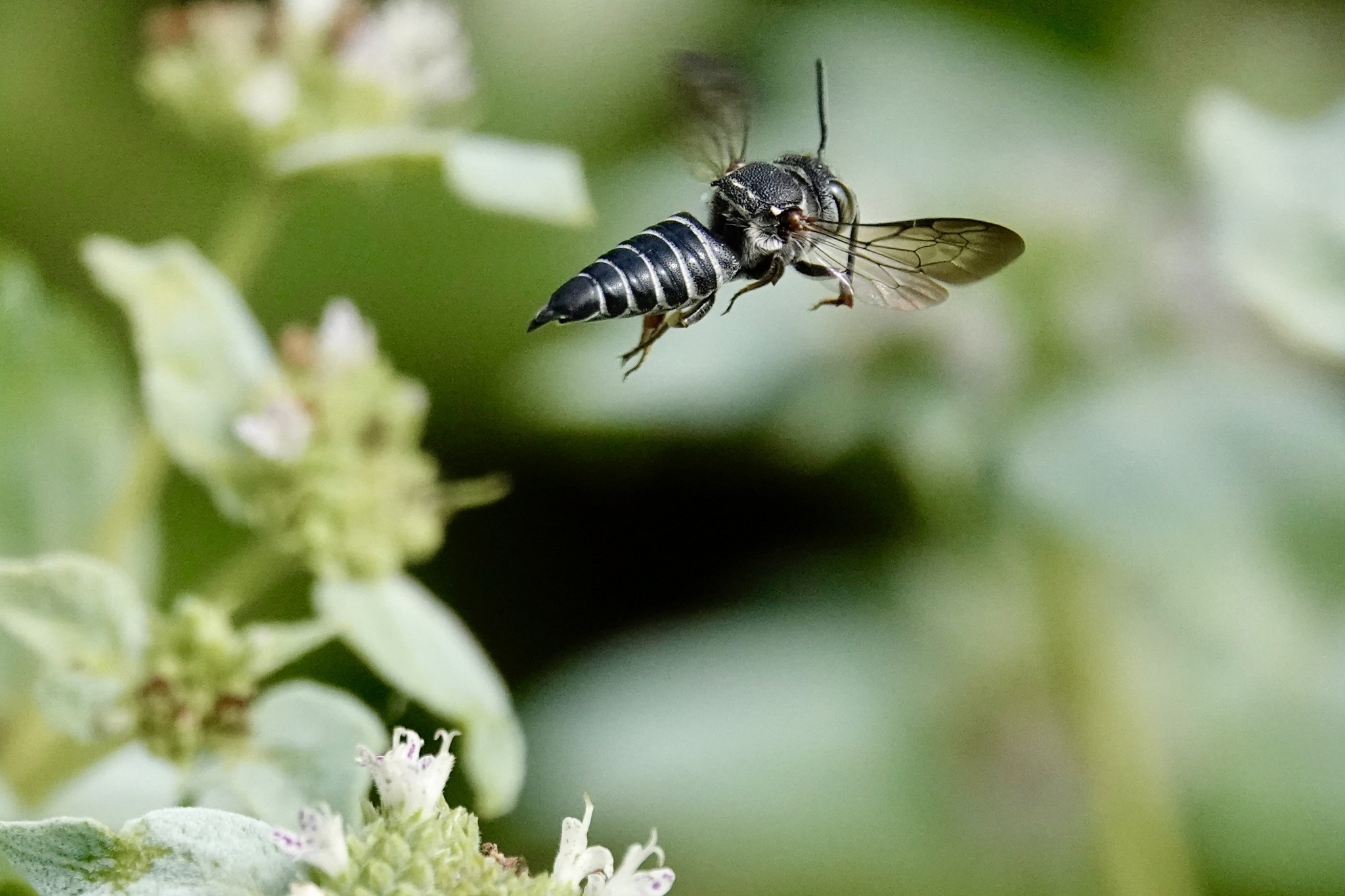 Coelioxys sayi Robertson, 1897