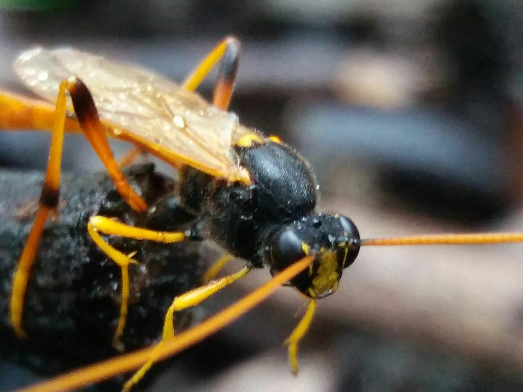 Therion circumflexum (Linnaeus, 1758)