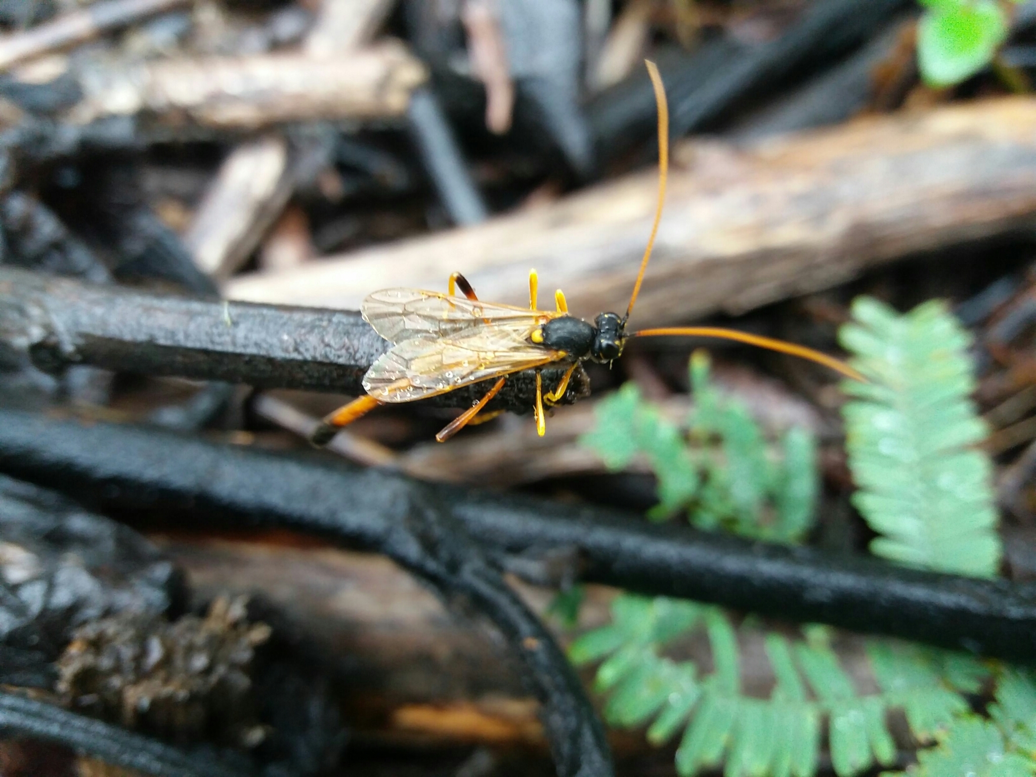 Therion circumflexum (Linnaeus, 1758)