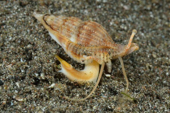 network beak-shell from Lembeh, Indonesia, dive site: Air bajo on ...