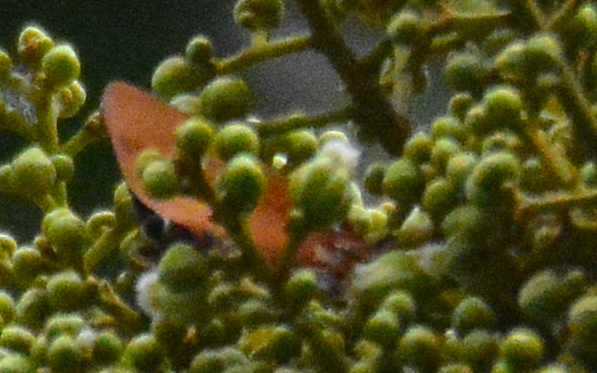 Malabar Flash in November 2022 by Rambler_Rama · iNaturalist