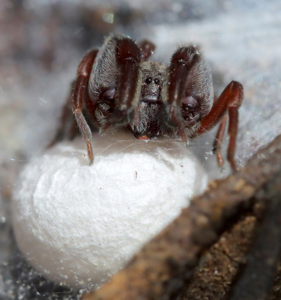 Common Palp-footed Spiders from Riebeeck West, 7306, South Africa on ...