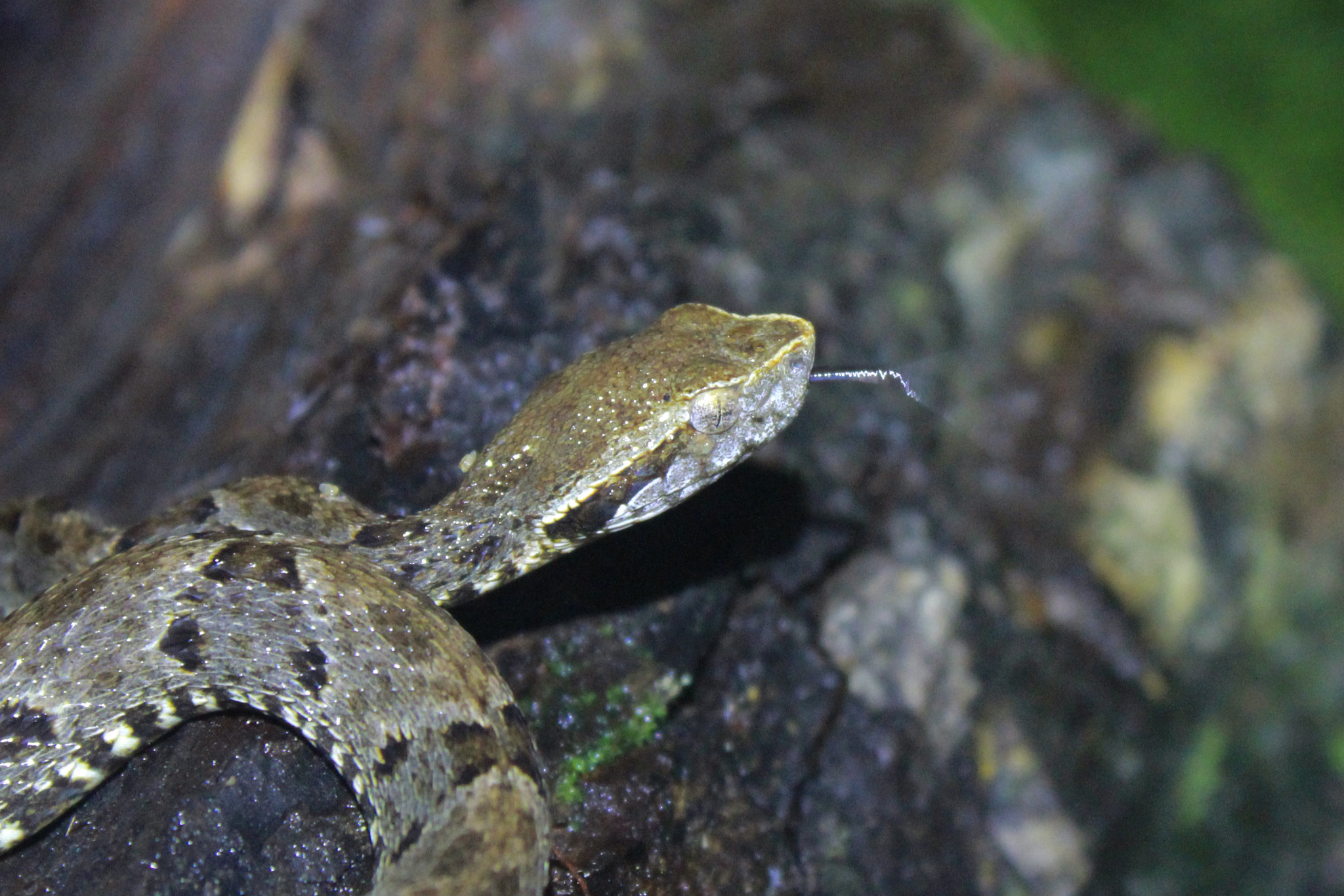 10 Snakes That Lurk In Coffee Plantations – Snake Radar