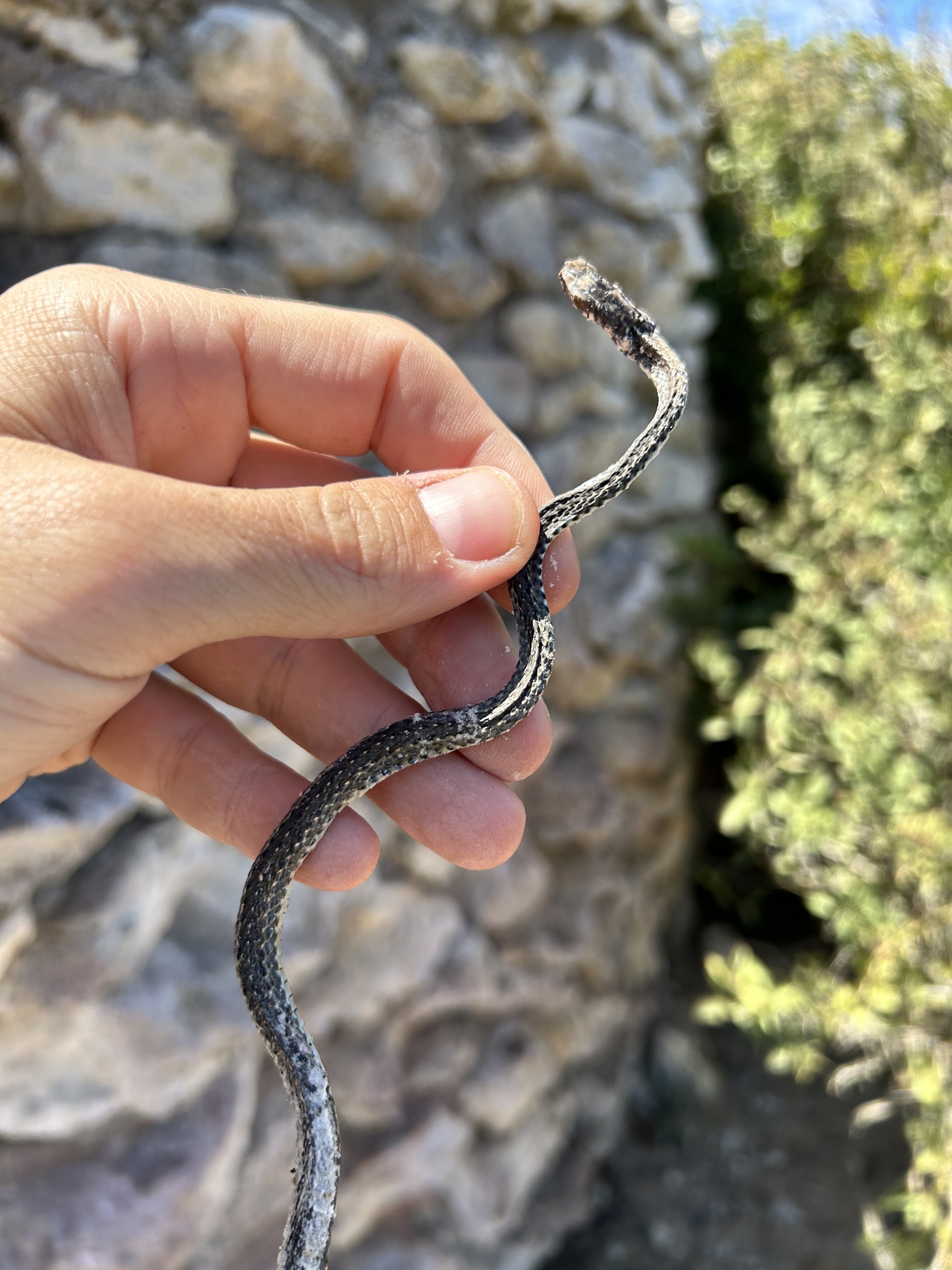 Psammophis leightoni Boulenger, 1902