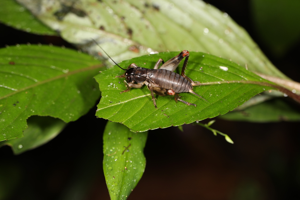 True Crickets from W6FW+467, Vía a Mindo, Ecuador on August 21, 2019 at ...