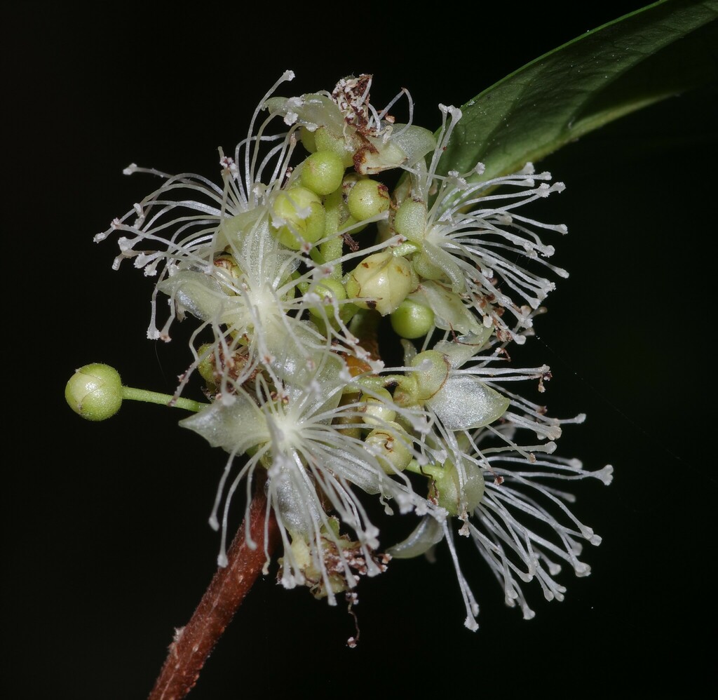 Sandwithia guyanensis: plant details - WorldFloraDB