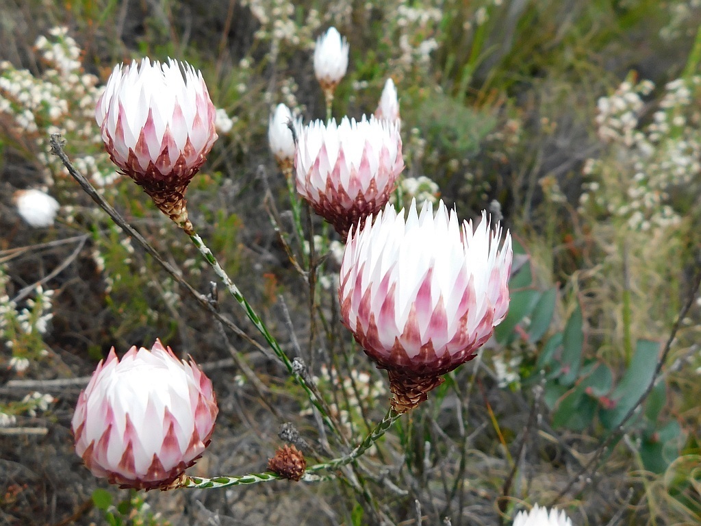 Wingseed Scaly Sewejaartjie from Overberg District Municipality, South ...