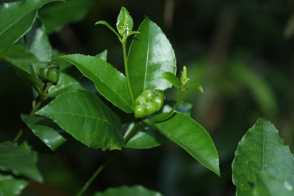 Forest Pepper-Seed Bush from Dlinza Forest Nature Reserve, Eshowe, 3815 ...