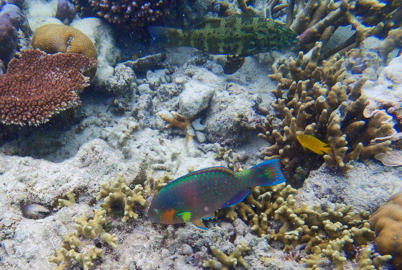 Surf Parrotfish from Whitsunday, QLD, Australia on April 13, 2012 at 02 ...