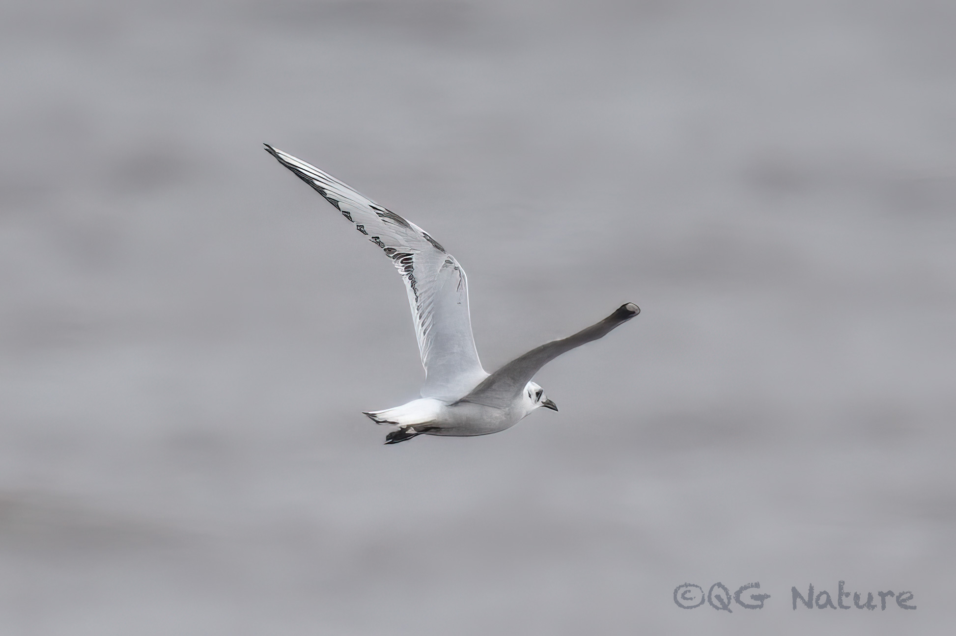 Saundersilarus saundersi (Swinhoe, 1871)