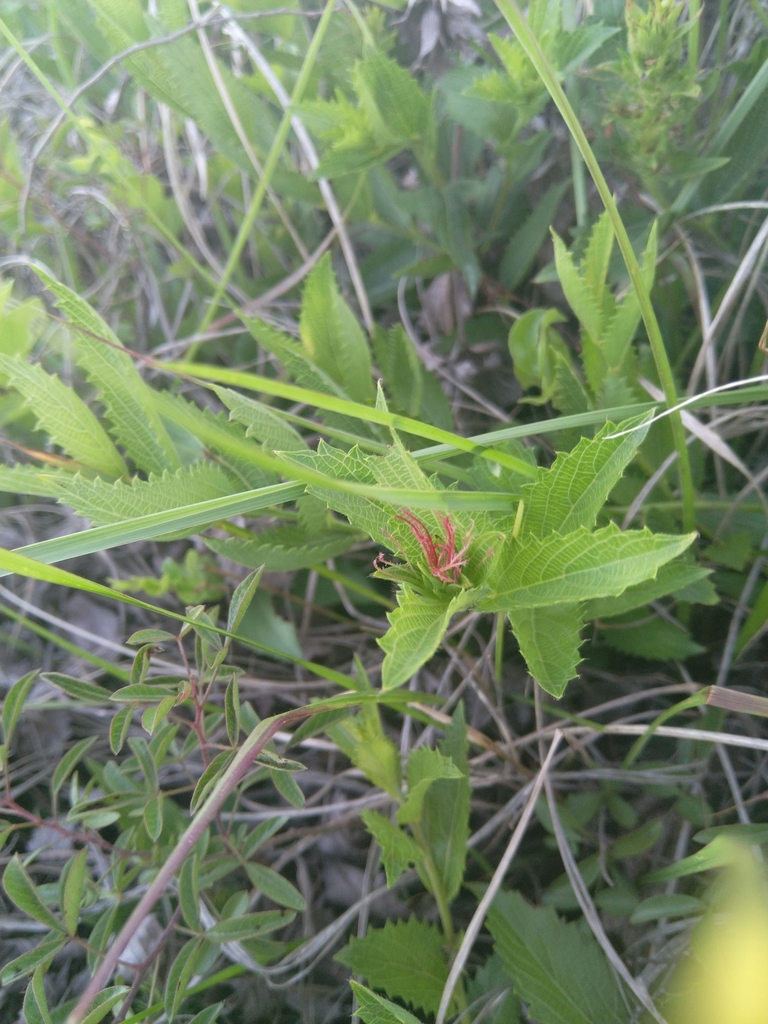 Brooms-an-brushes from Merafong City Local Municipality, South Africa ...