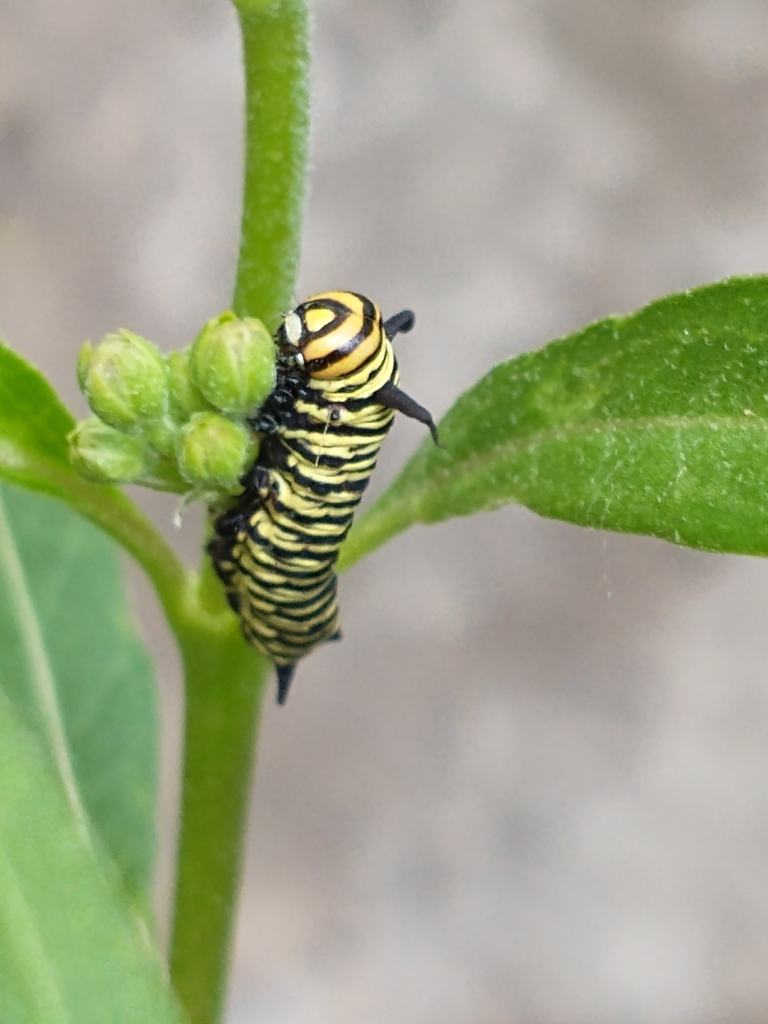 Southern Monarch from Villa Ballester, Provincia de Buenos Aires ...