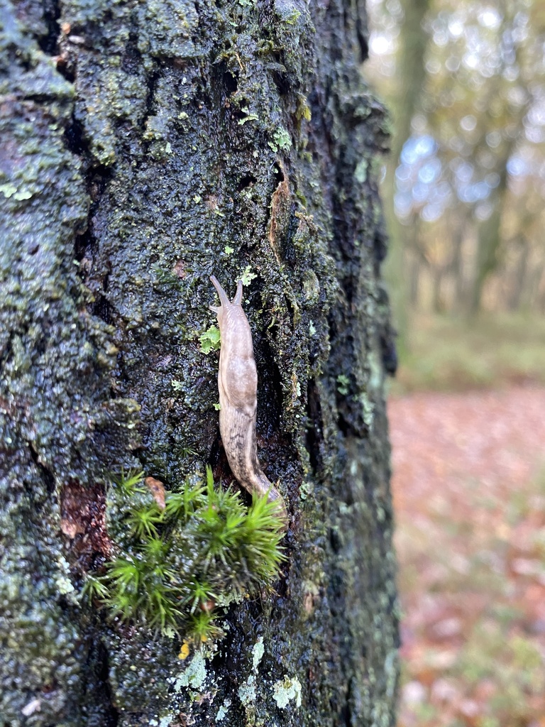 Tree slug from Quantock Hills, Bridgwater, England, GB on November 20 ...