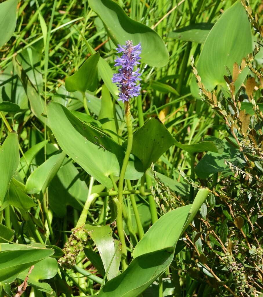 pickerelweed in August 2022 by Elizabeth Lynch · iNaturalist