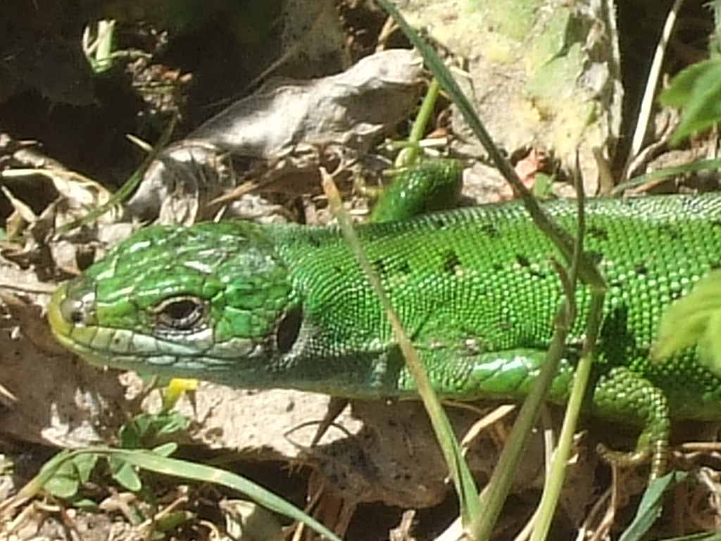 Western Green Lizard from Saint Berlade, JE on June 1, 2011 at 12:54 PM ...