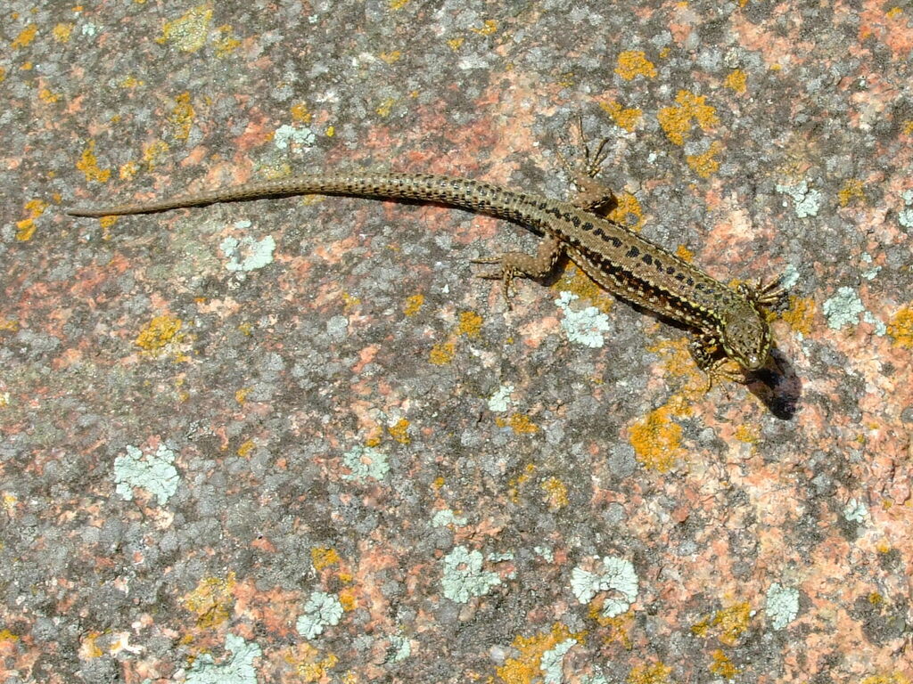 Common Wall Lizard from St Martin, Jersey on August 23, 2009 at 12:54 ...