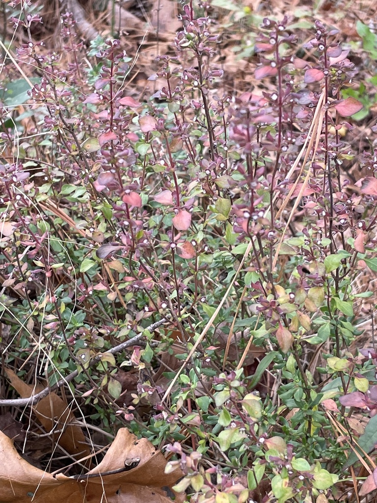 Georgia calamint (Clinopodium carolinianum) - Botanical Realm