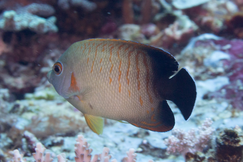 Pearl-scaled × Blacktail Hybrid Angelfish (Hybrid Centropyge eibli × ...
