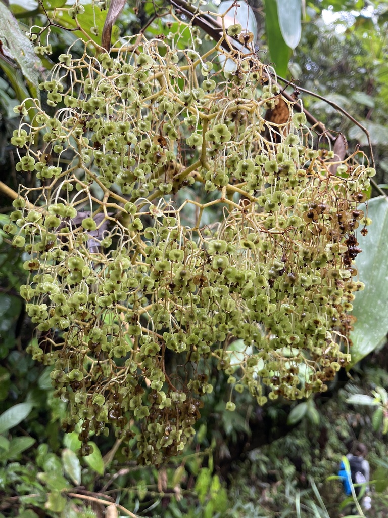 Begonia parviflora from Paucartambo, PE-CS, PE on September 30, 2022 at ...