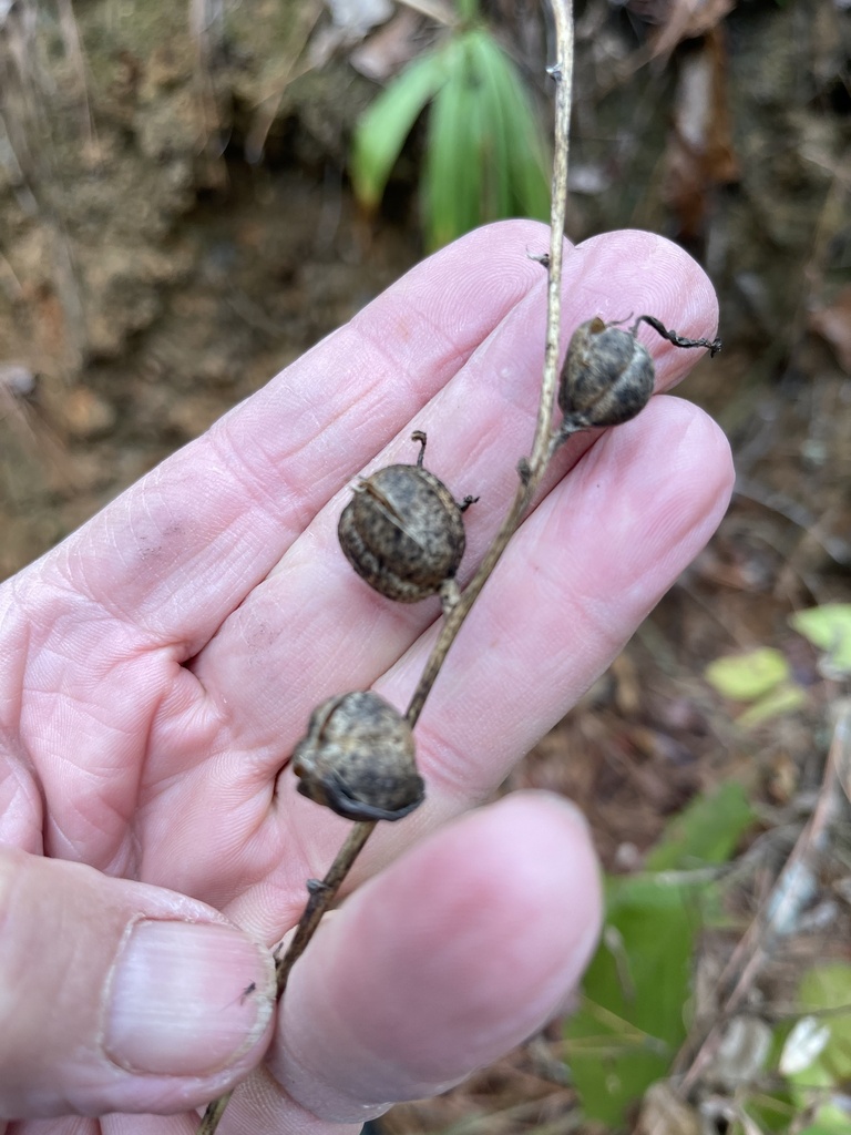 Eastern False Aloe from Tallahassee, FL, US on November 20, 2022 at 02: ...