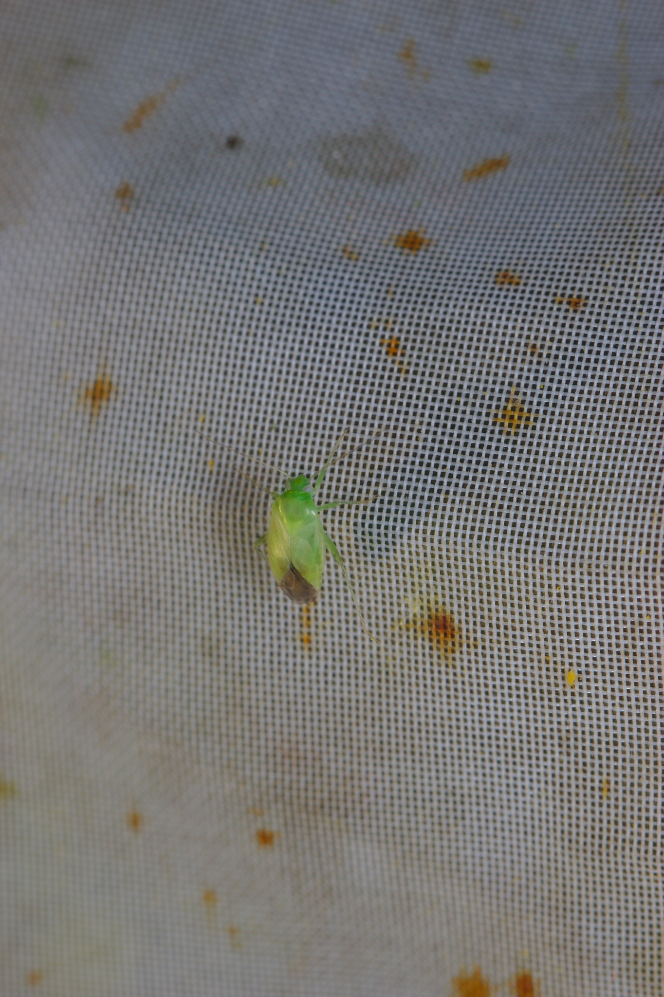 Apolygus lucorum (Meyer-Dur, 1843)