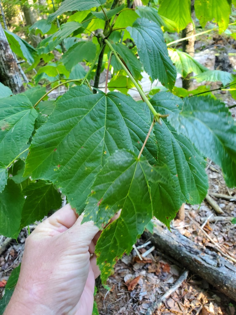 striped maple from Mt Desert, ME, USA on September 17, 2022 at 08:56 AM ...