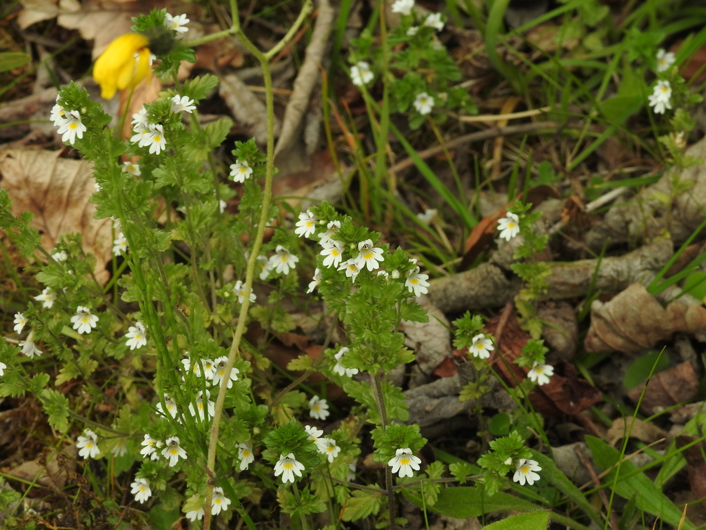 Eyebright from Derbyshire, UK on July 12, 2022 at 03:05 PM by steve ...