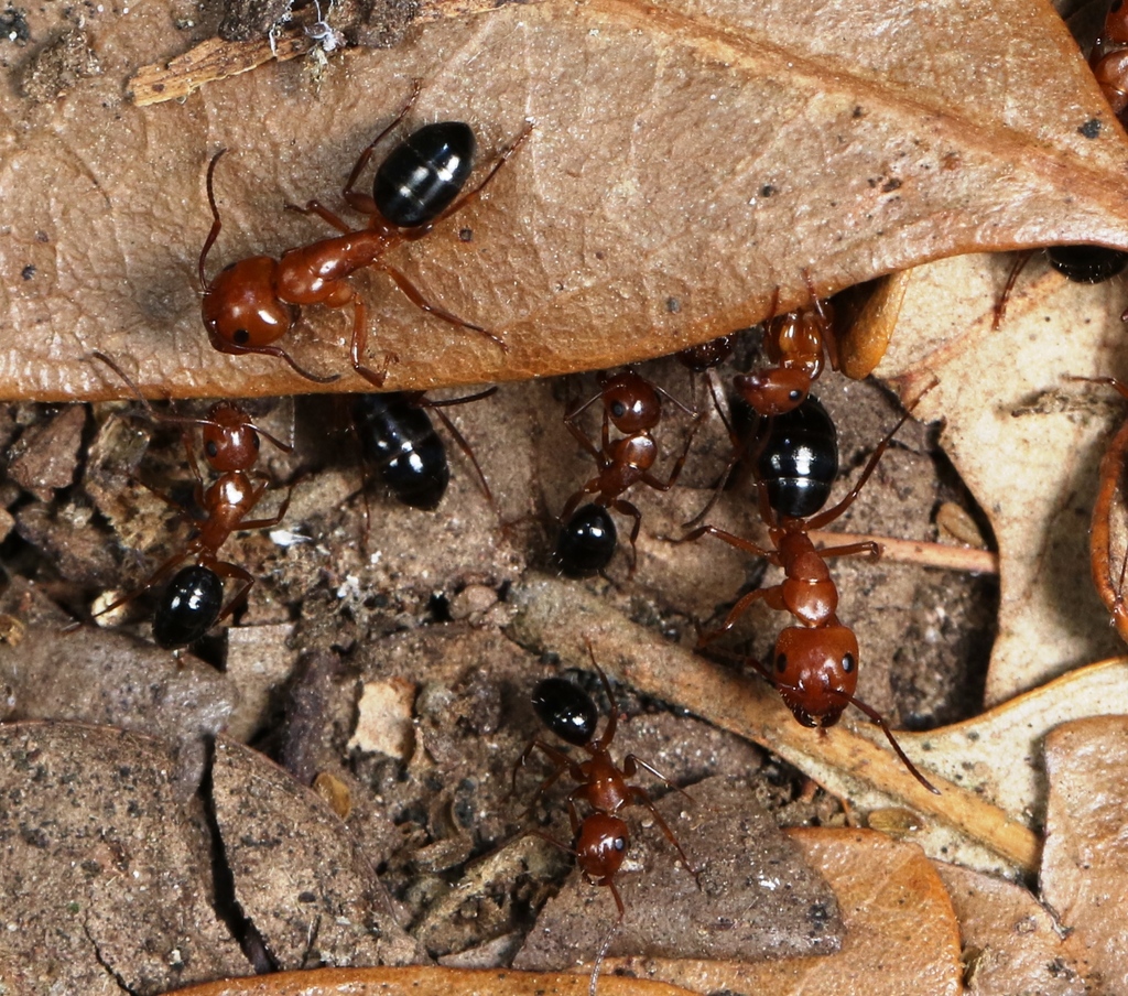 Bicolored Arboreal Carpenter Ant from Bastrop, Texas, United States on ...