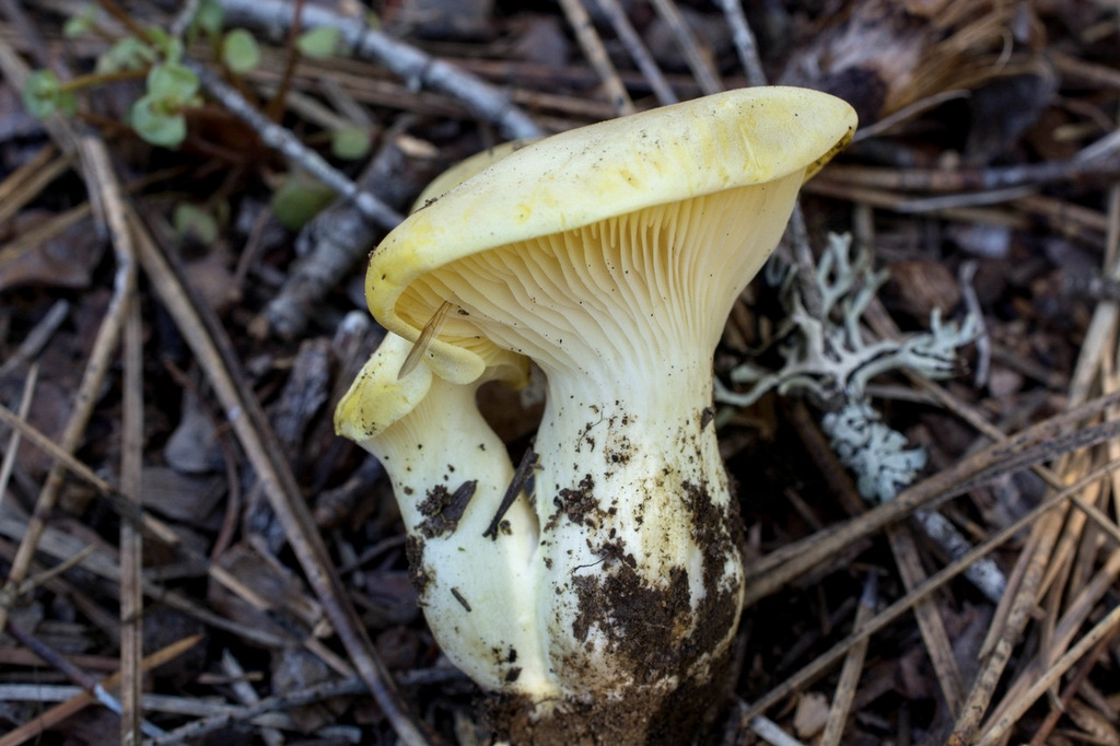 Cantharocybe gruberi from Jefferson County, OR, USA on May 26, 2018 at ...