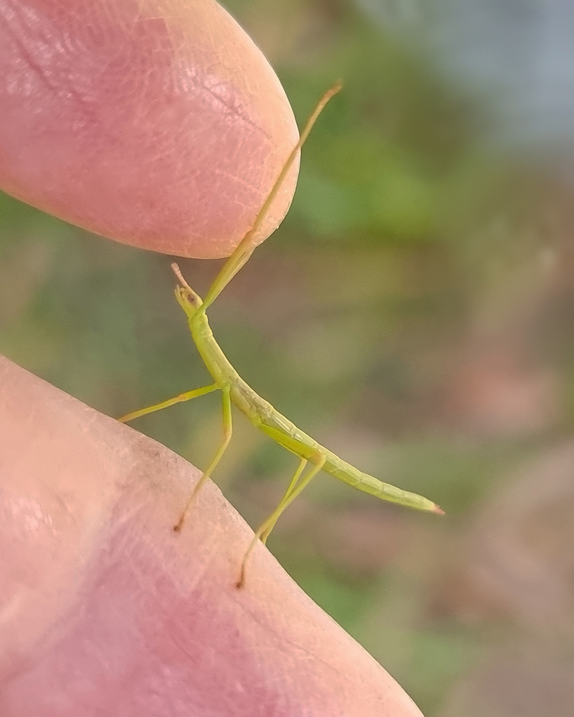 Spur Legged Phasmid from Gordon VIC 3345, Australia on November 17 ...