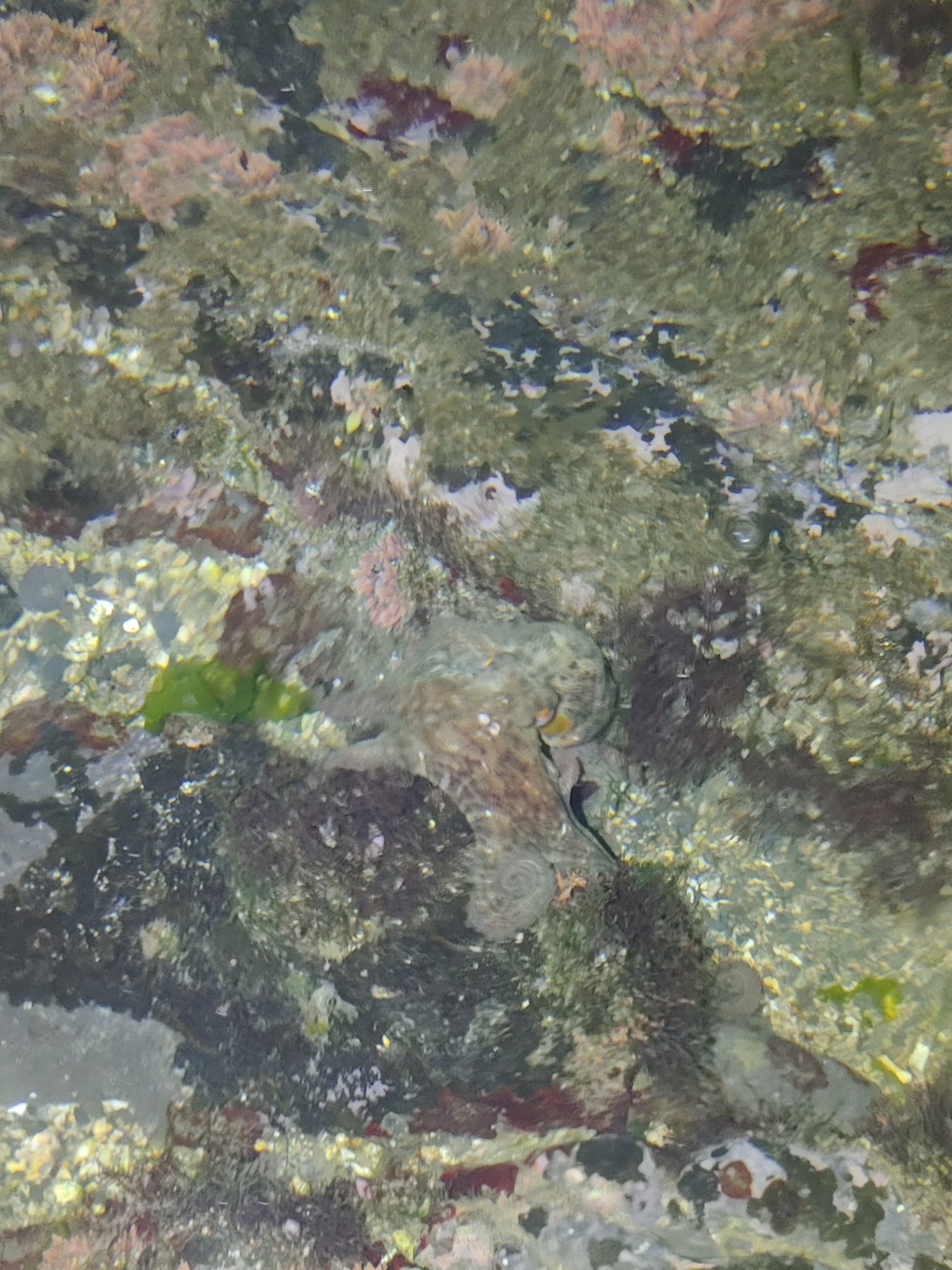 Octopus sinensis d'Orbigny, 1834