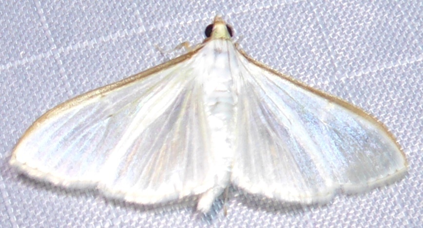 Jasmine Moth from Russell, New Zealand on November 19, 2022 at 09:08 PM ...